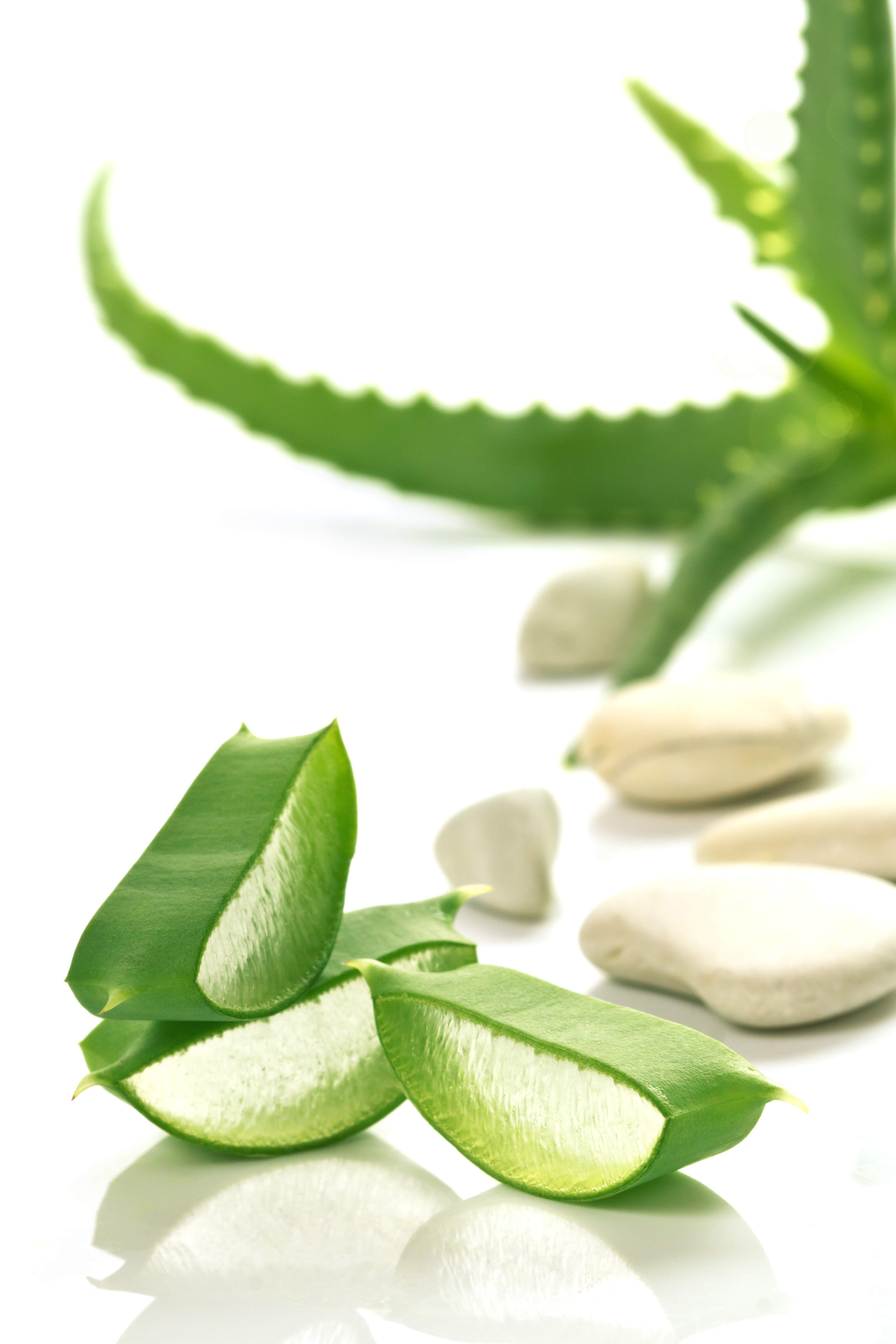 aloja - Azra Magazin