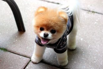 Pas Boo: Bio je ljubimac i engleske kraljice Victorije