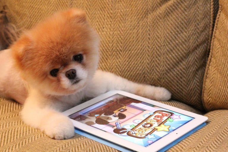 Pas Boo: Bio je ljubimac i engleske kraljice Victorije