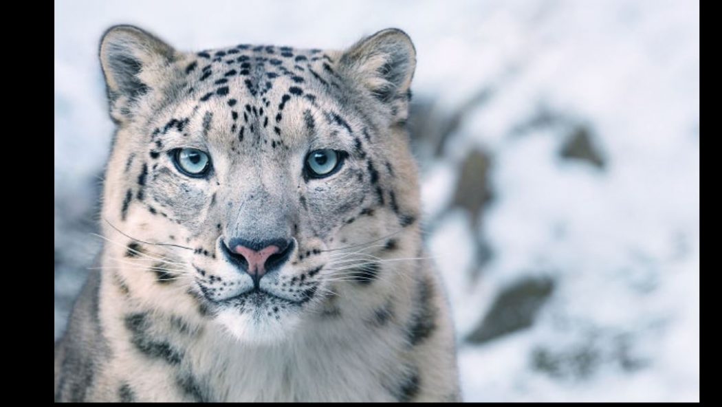 Prelijepe fotografije ugroženih vrsta životinja koje bi mogle izumrijeti