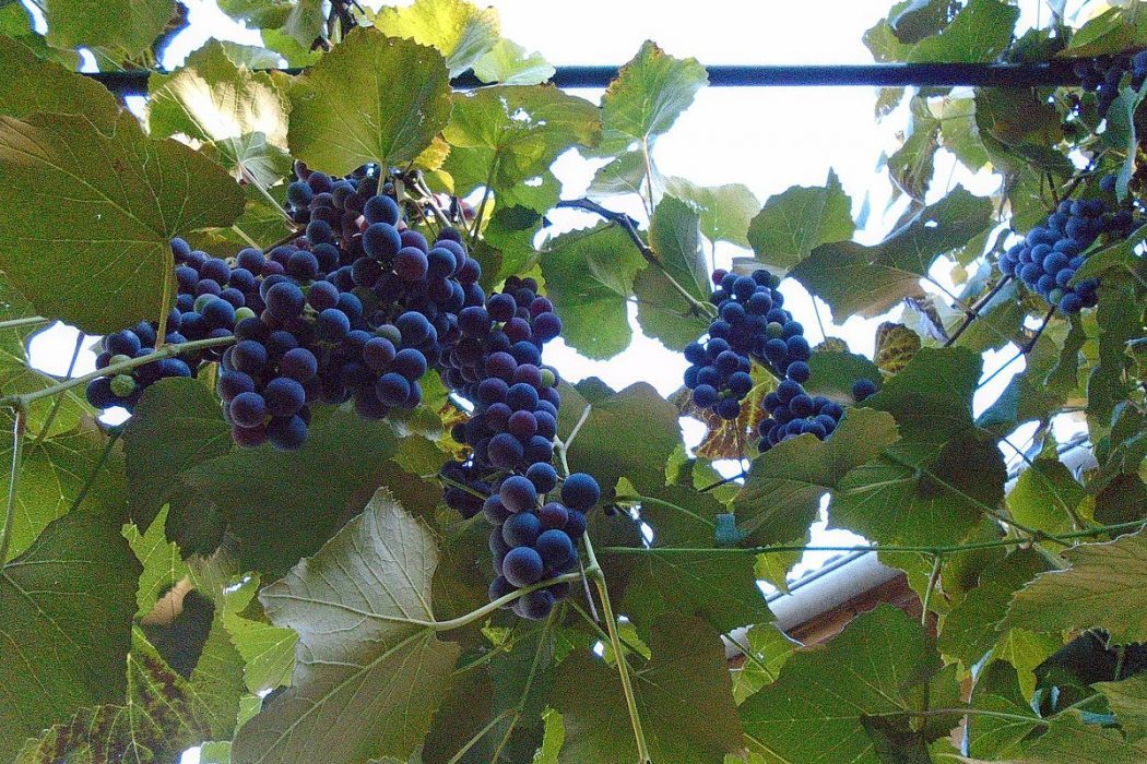 Osam njegovih dobrobiti: Grožđe je jedna od najzdravijih namirnica na ...