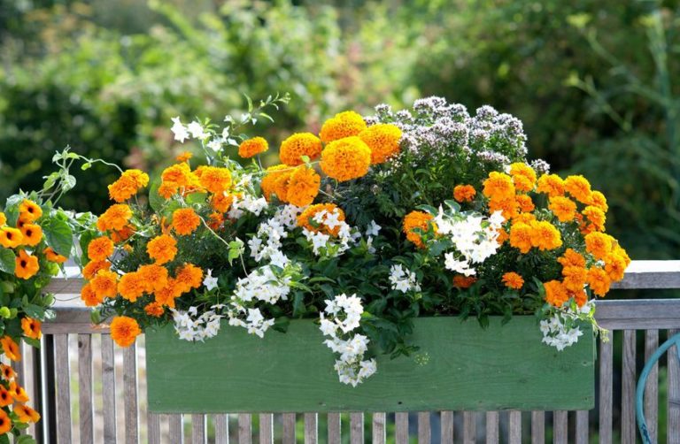 Kadifa: Prekrasan cvijet opojnog mirisa