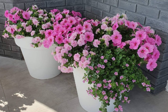 bakopa - Azra Magazin