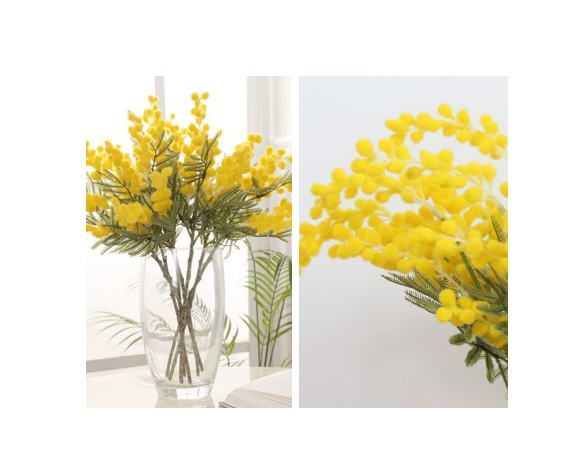 Nježna, ali izdržljiva mimoza: Cvijet koji može preživjeti i niske ...