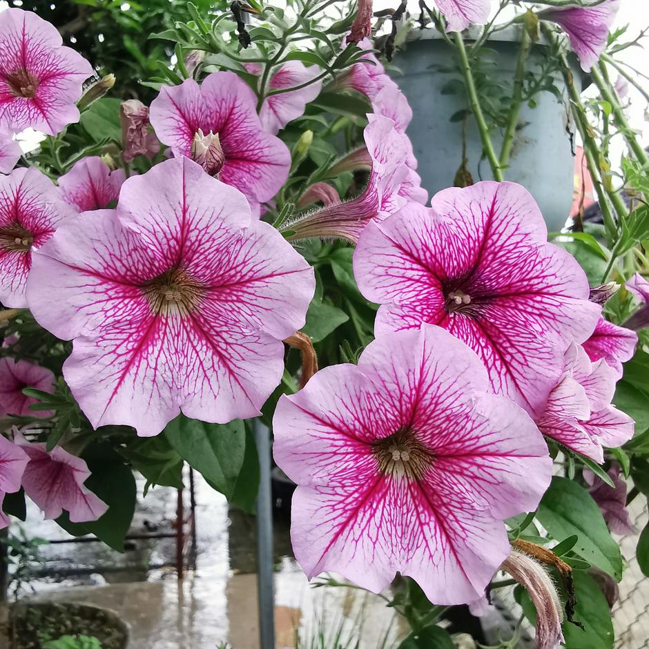 Predivne petunije: Njihovo vrijeme upravo počinje, evo kako ih zasaditi ...