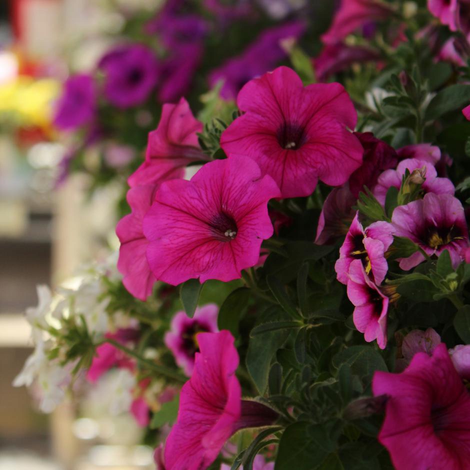 Predivne petunije: Njihovo vrijeme upravo počinje, evo kako ih zasaditi ...